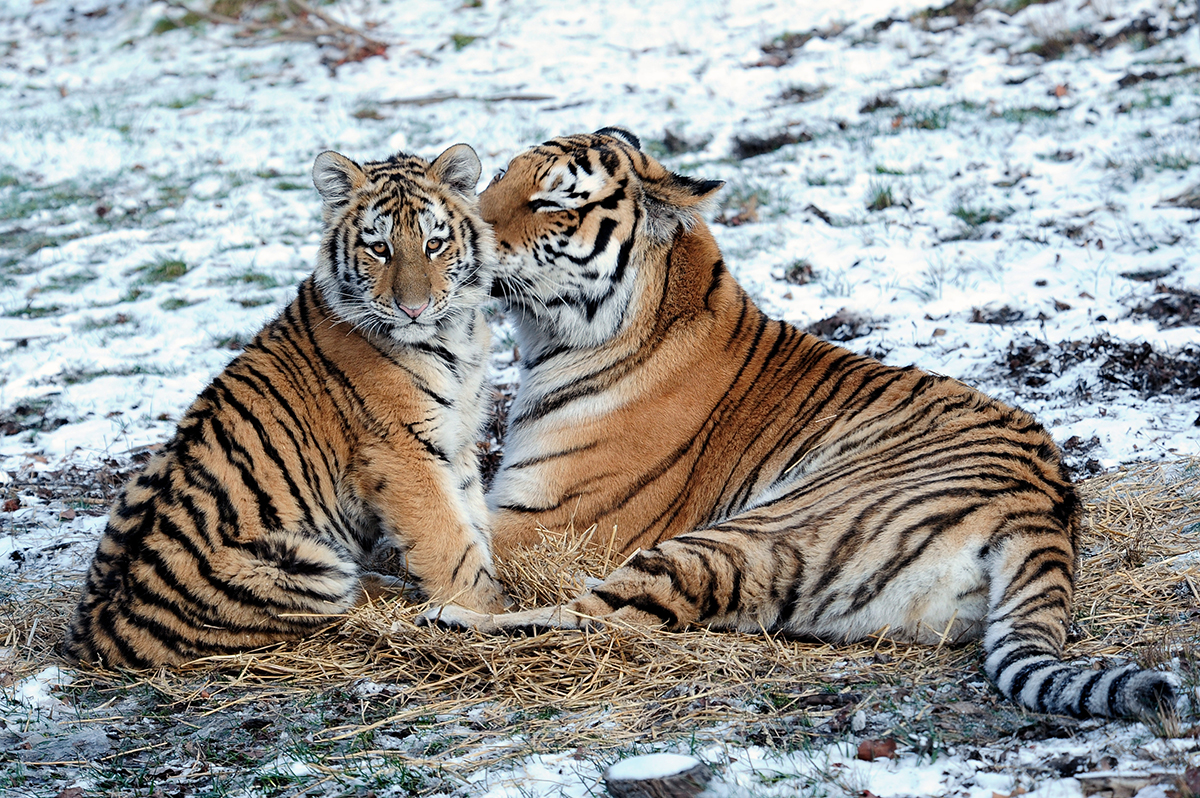 Implementation of SMART: a Spatial Monitoring And Reporting Tool to ...