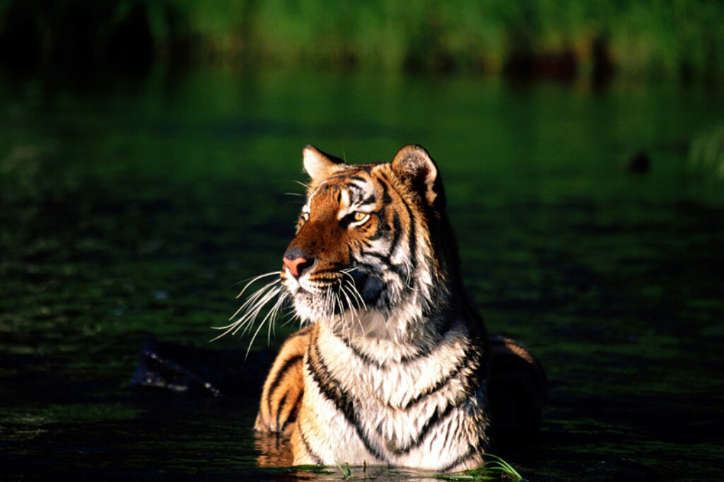 A Holistic Approach to Improving Human and Tiger Coexistence in the ...