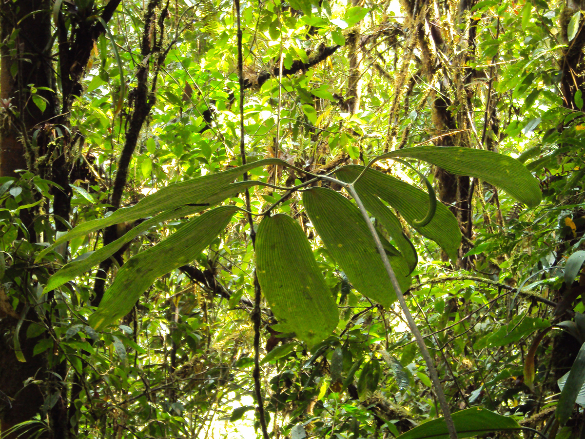 Management Strategy to Establish New Populations Critically Endangered ...
