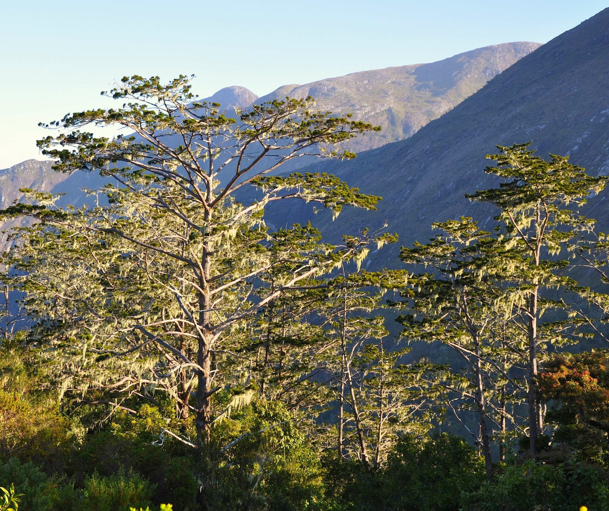 The Mulanje Cedar Ecological Restoration Project - IUCN SOS