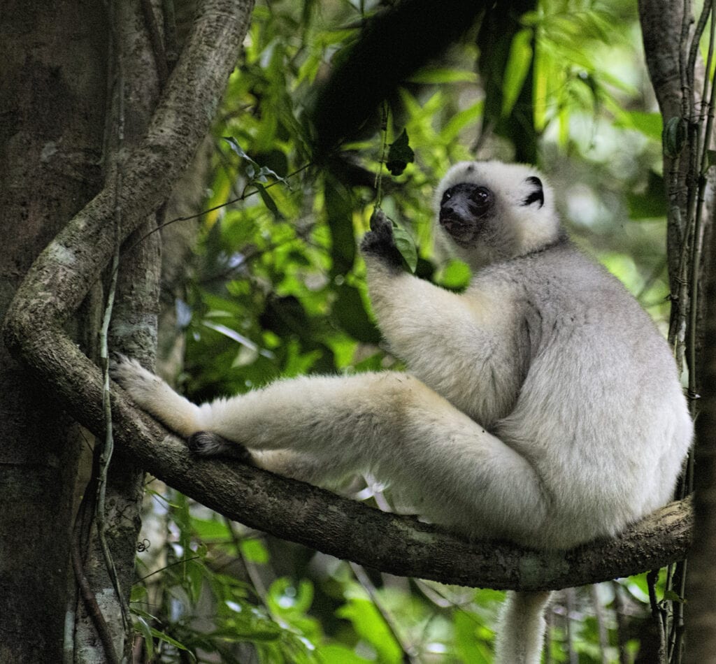 Protecting Marojejy National Park's Biodiversity - IUCN SOS