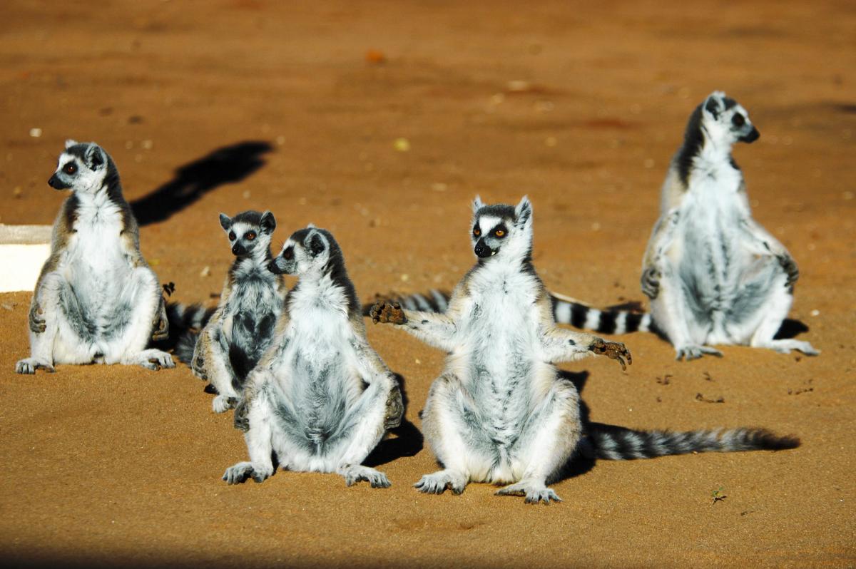 IUCN Save Our Species Calls for Grant Proposals to Conserve Lemurs in ...