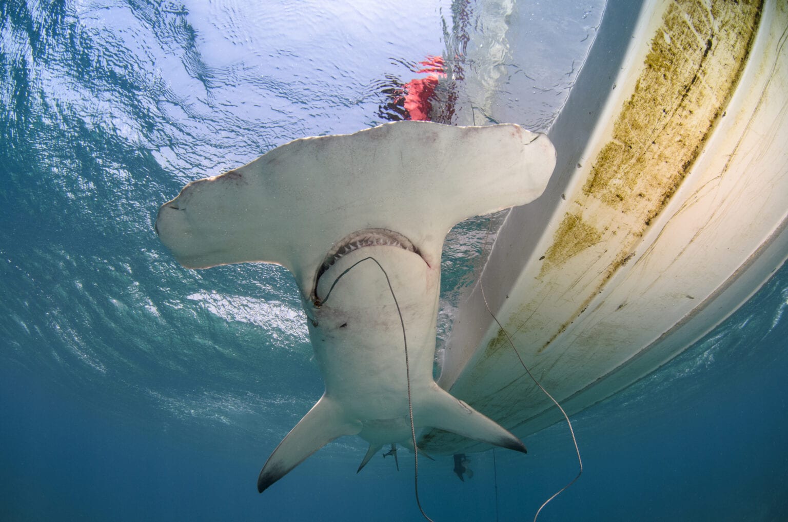 Conservation of Endangered Hammerheads Through Collaborative Efforts ...