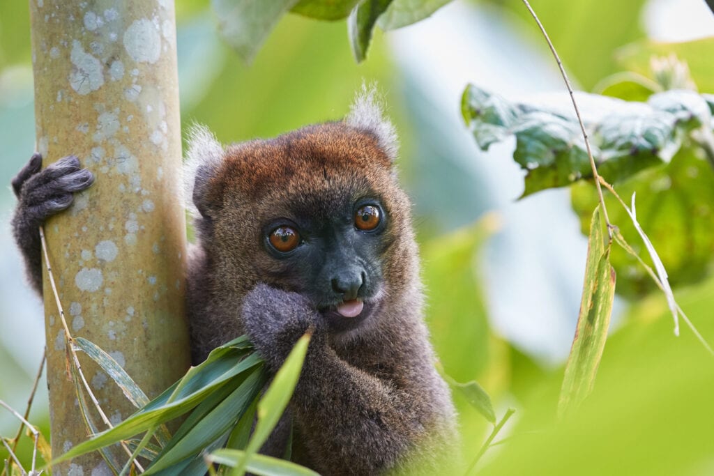 Greater Bamboo Lemur Programme - IUCN SOS