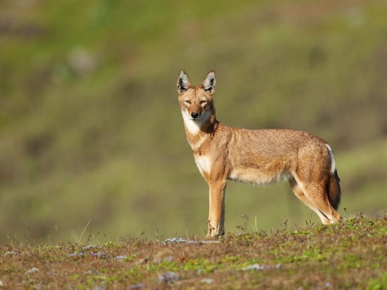 Coexisting with Ethiopian Wolves in the Northern Highlands of Ethiopia ...