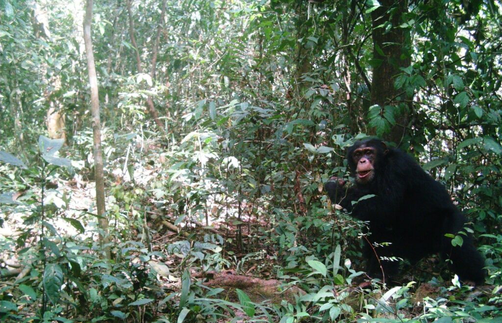 Protecting forests in the Western Area Peninsula National Park - IUCN SOS