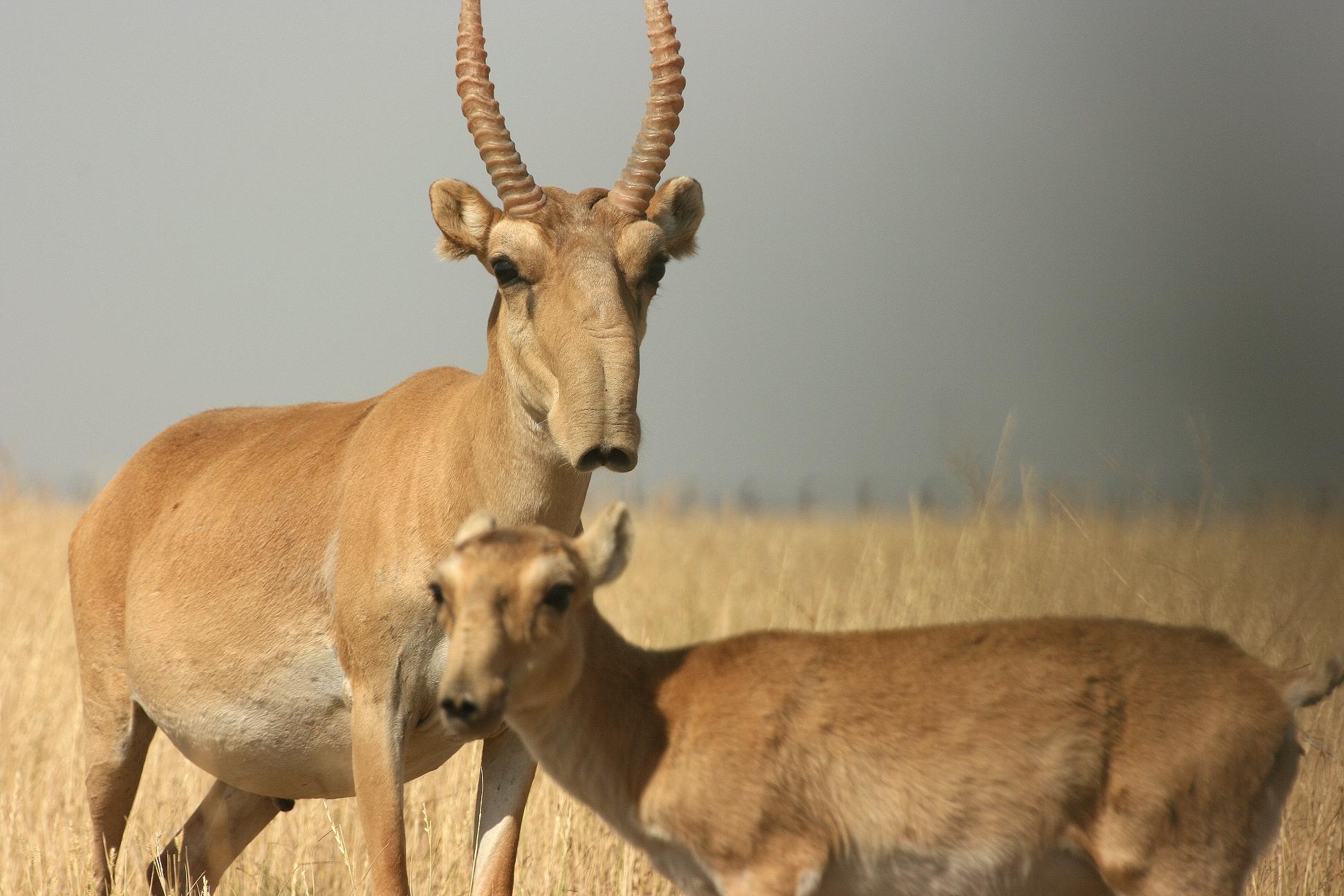 Building Public Engagement for Conservation of the Ural Saiga ...