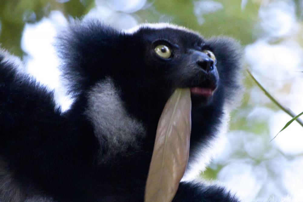 Saving Lemurs in the Maromizaha Protected Area - IUCN SOS