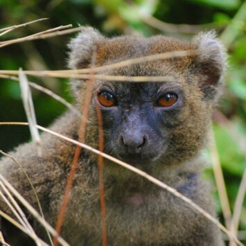 SOS Lemurs - IUCN SOS