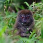 SOS Lemurs - IUCN SOS