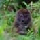 SOS Lemurs - IUCN SOS
