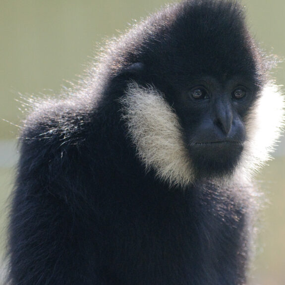 SOS Gibbons - IUCN SOS