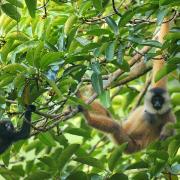 SOS Gibbons - IUCN SOS
