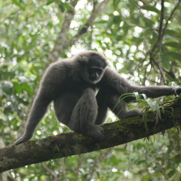 SOS Gibbons - IUCN SOS
