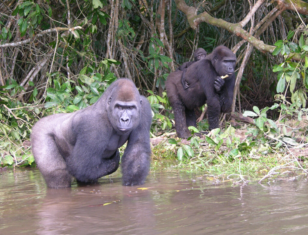 Meet Makoua and his family - IUCN SOS
