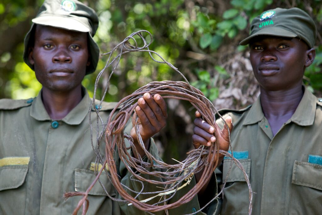Preventing Lion Poaching in Uganda - IUCN SOS