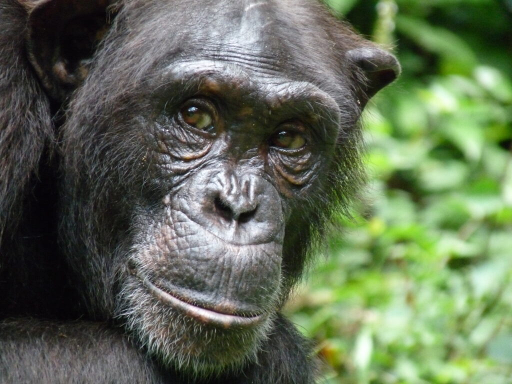 Looking Back at 2021: Our Year in Review - IUCN SOS