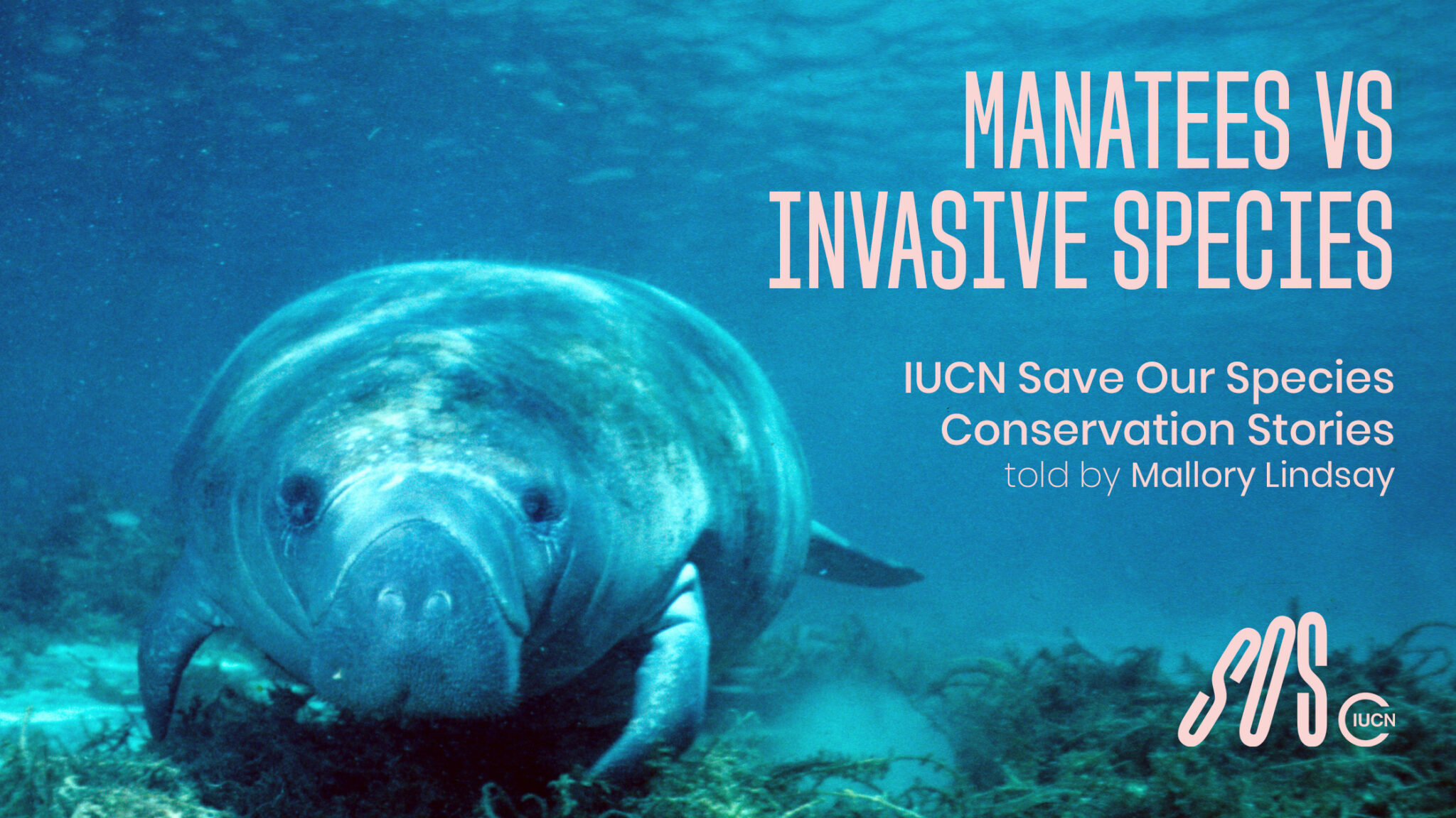 Manatees vs. Invasive Species - Part One - IUCN SOS