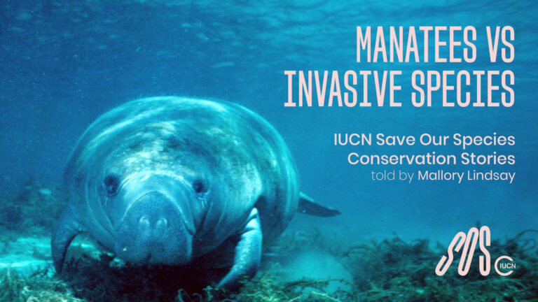 Manatees vs. Invasive Species - Part One - IUCN SOS