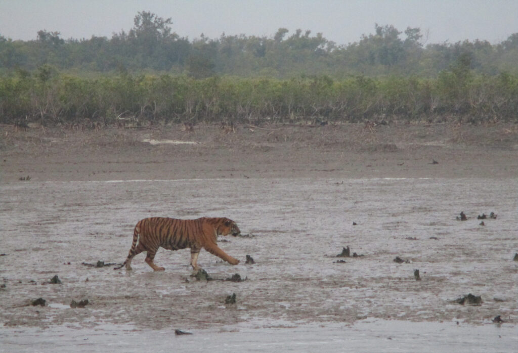 Protecting tigers, people and their vital habitats in the Sundarban ...