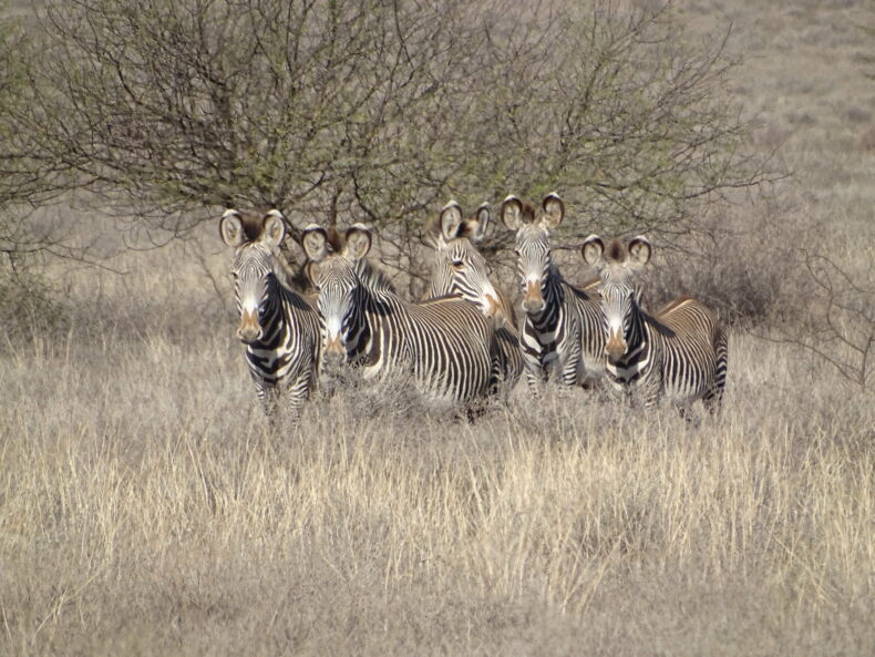Community-based protection of Grevy’s zebra in northern Kenya - IUCN SOS