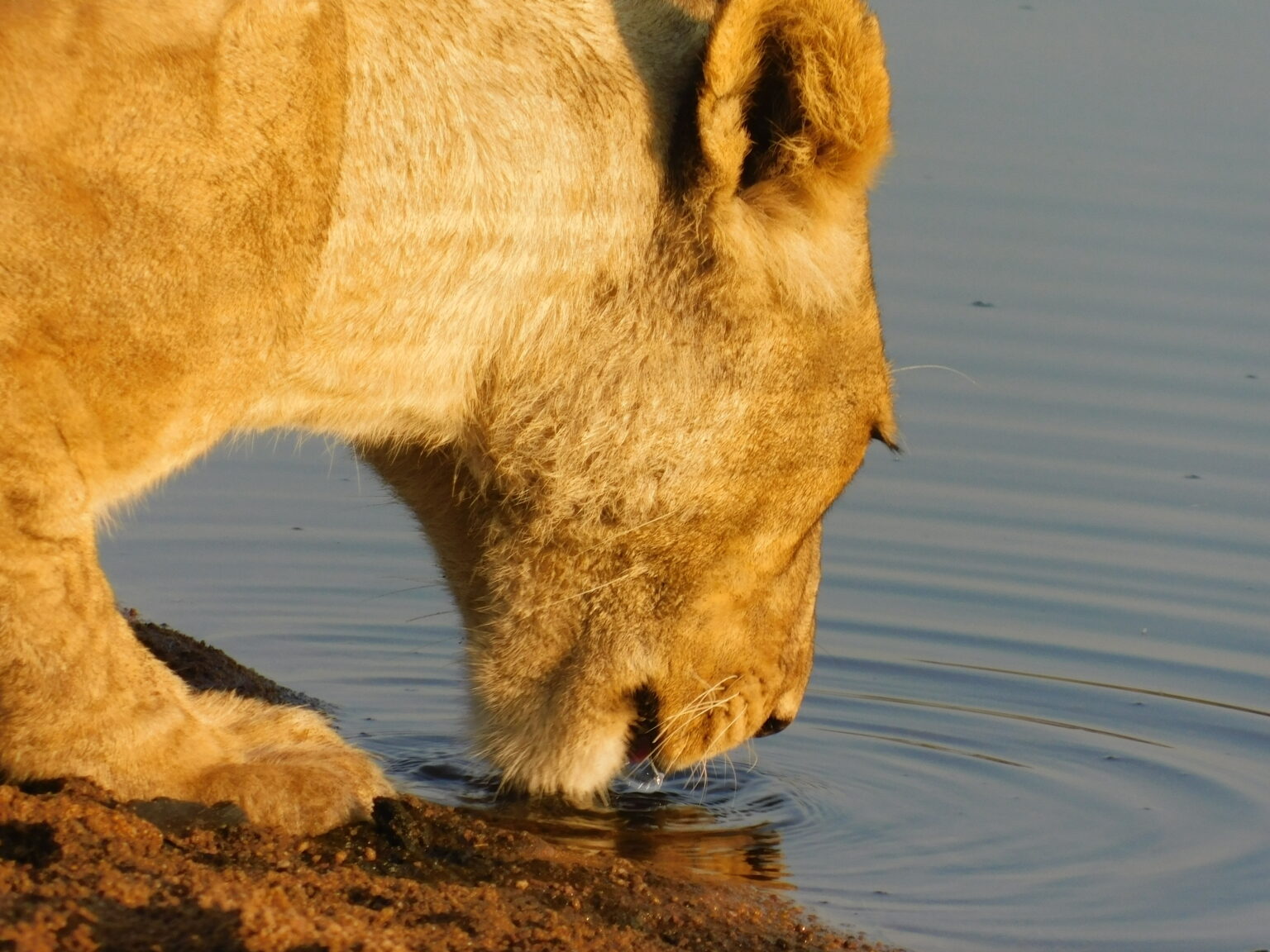 Strengthening Community-Based Conservation in Key East African ...