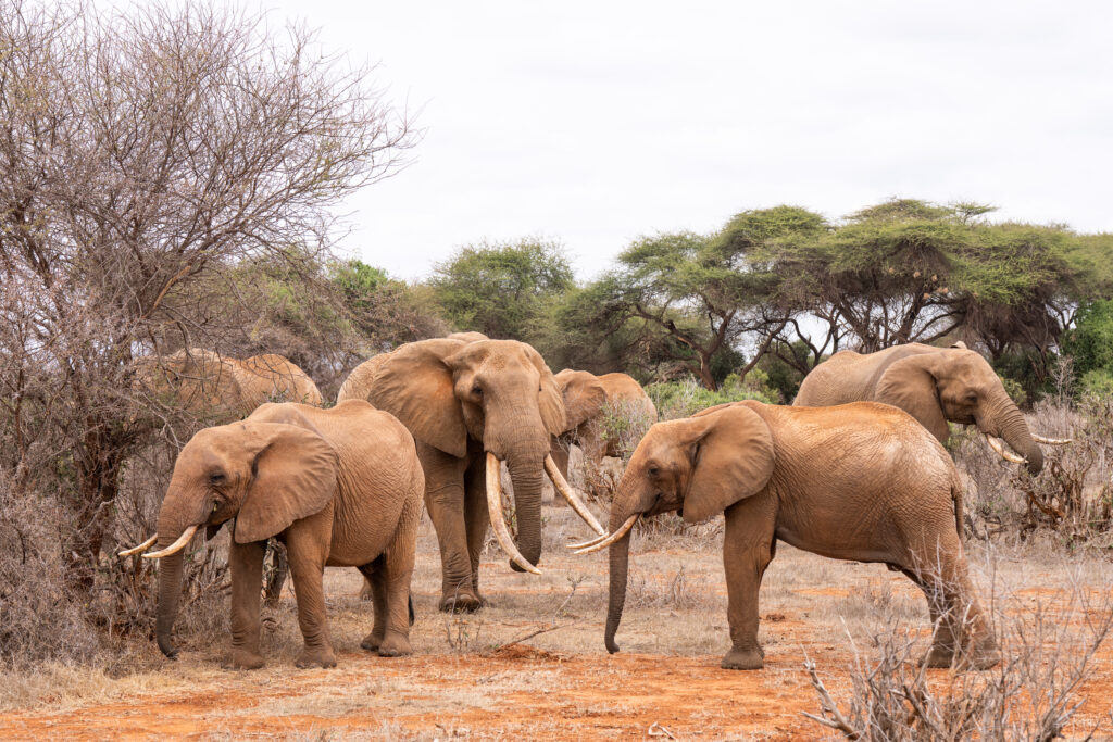Maintaining Anti-Poaching Field Operations in Kenya’s Tsavo ...