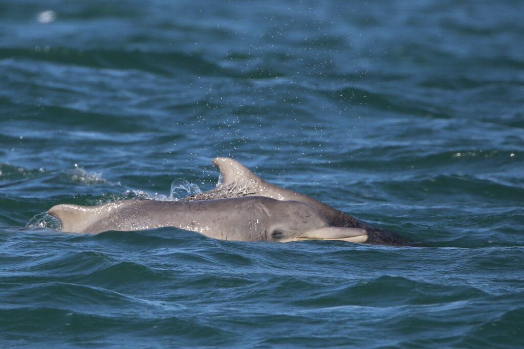 Using an Innovative Tool to Monitor Endangered Dolphins in South Africa ...