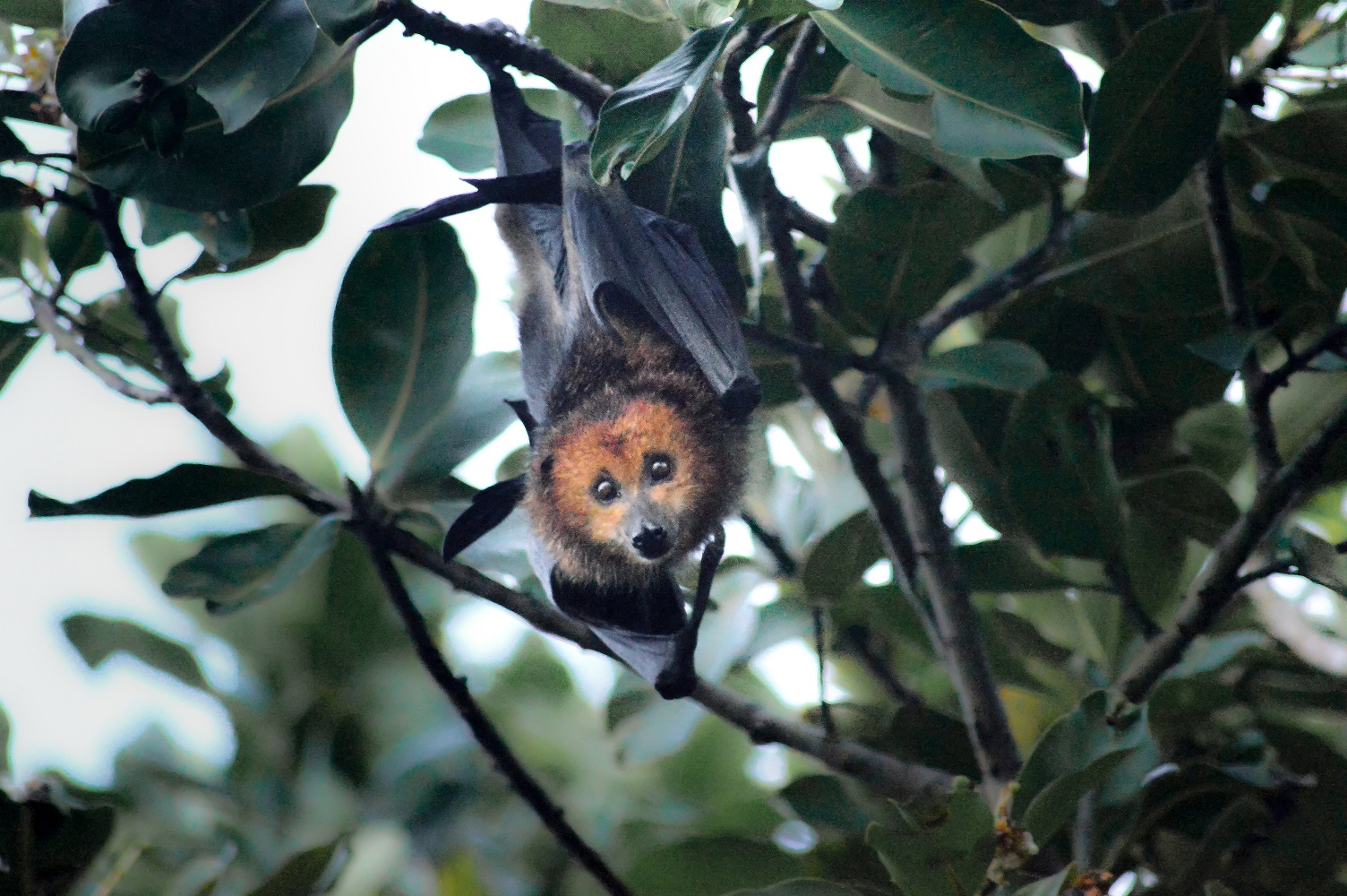 Using Drones to Protect the Endangered Mauritian Flying Fox - IUCN SOS