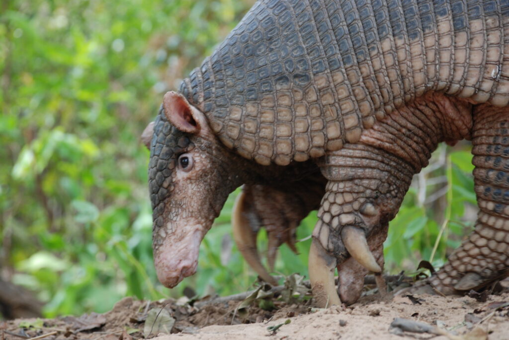 Identifying Key Areas for Giant Armadillo Conservation - IUCN SOS