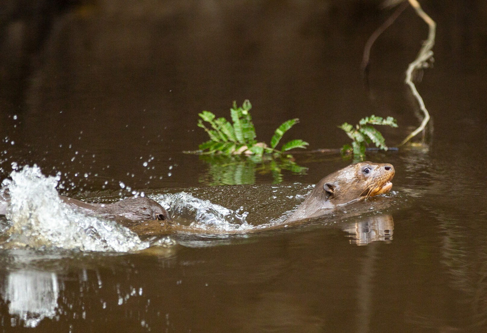 Enabling the Matses Indigenous Community to Protect Giant Otters in ...