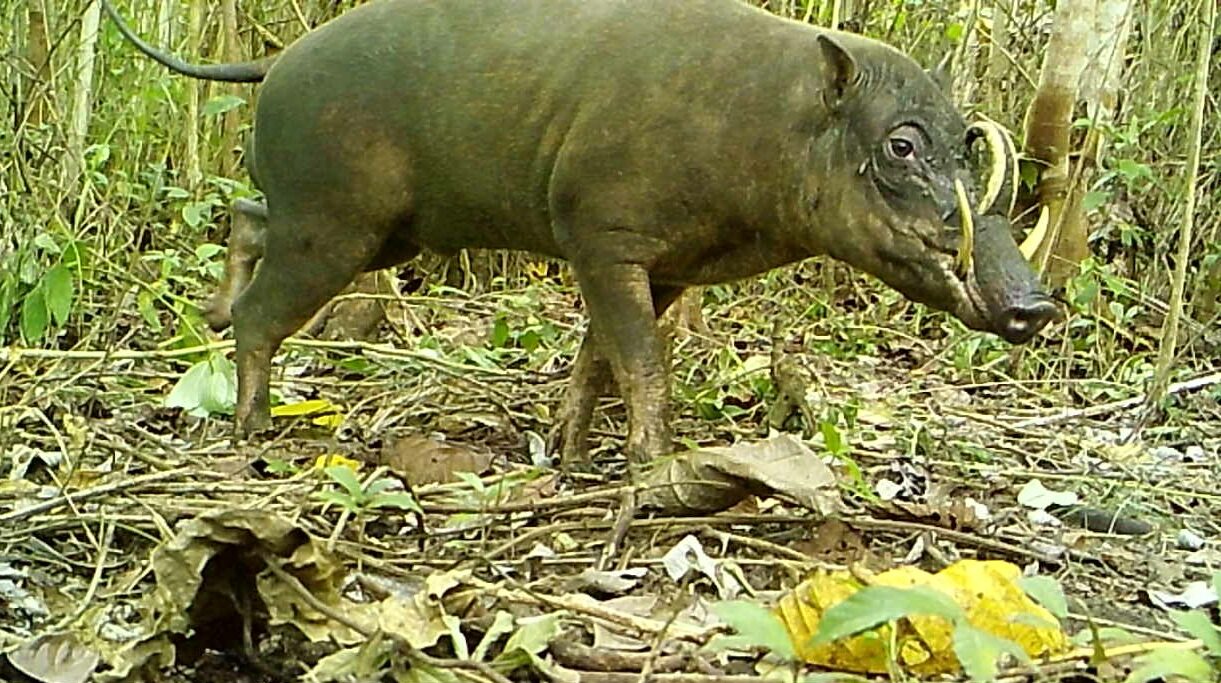 Developing a Monitoring Program for the Endangered Togean Islands ...