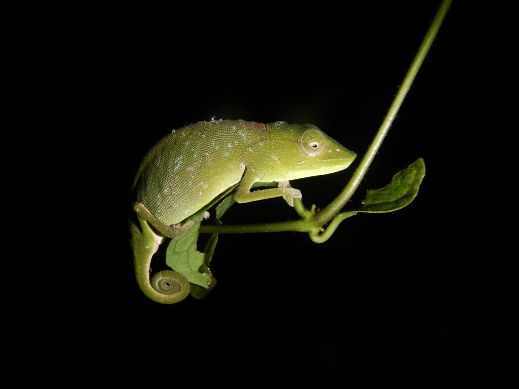 Protecting the Tarzan chameleon by engaging local communities - IUCN SOS