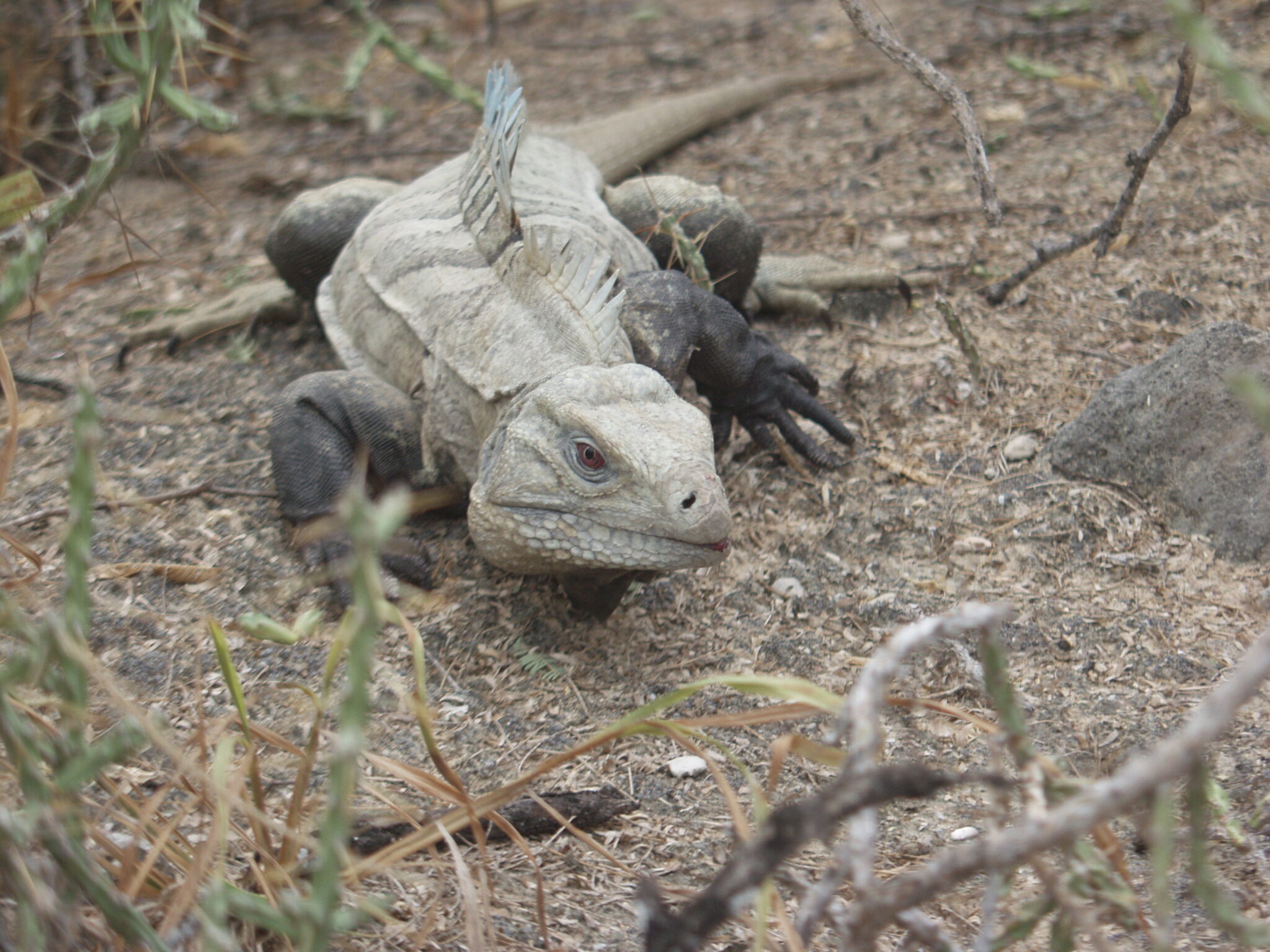 Conservation Action for Endangered Iguanas in the Dominican Republic ...