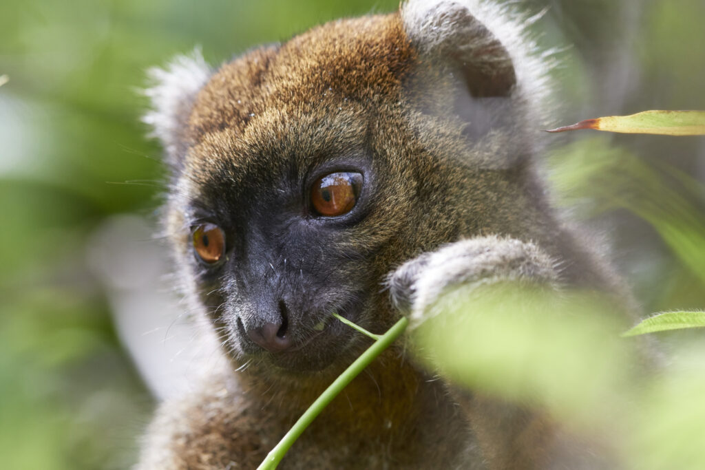 SOS Lemurs will continue until 2029 thanks to 9.5 million CHF extension ...