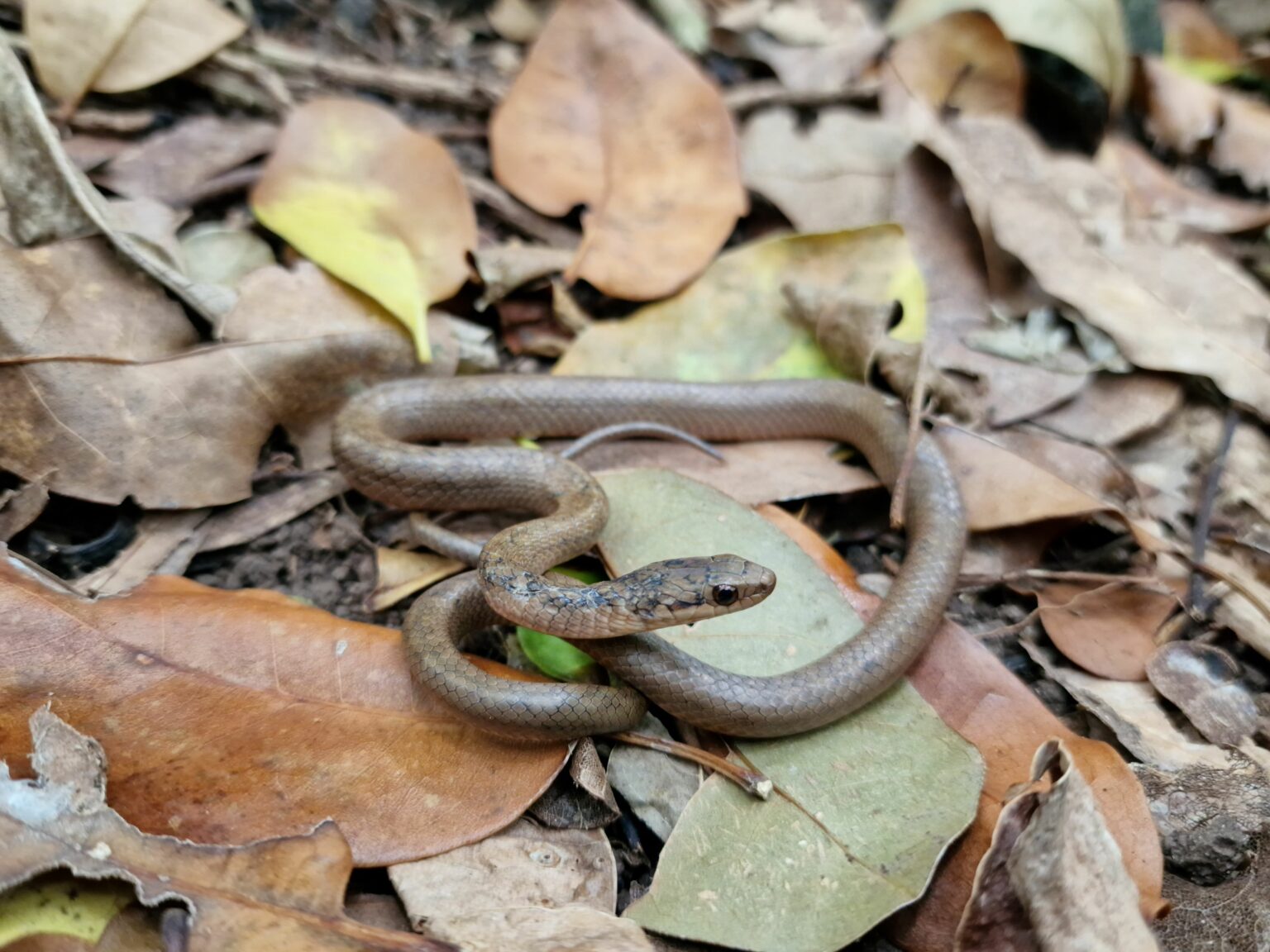 Securing the Future of Two Critically Endangered Saint Lucia Endemic ...