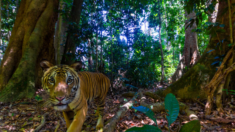 IUCN’s Tiger Programme joined key stakeholders in Bhutan as part of a ...