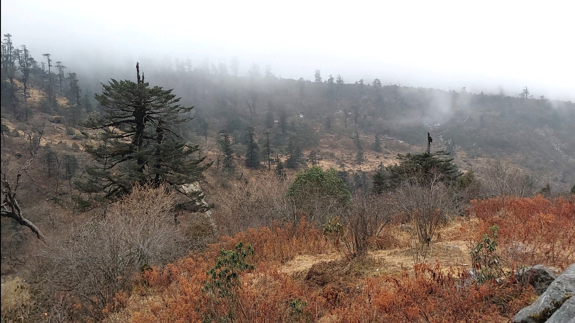 Investigating and Addressing Tiger Conservation in Sikkim – The Eastern ...