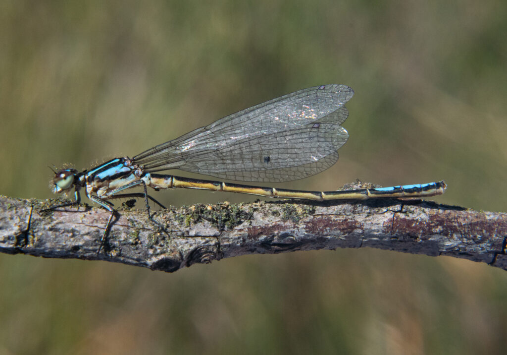 Population dynamics of two Endangered dragonfly species endemic to ...
