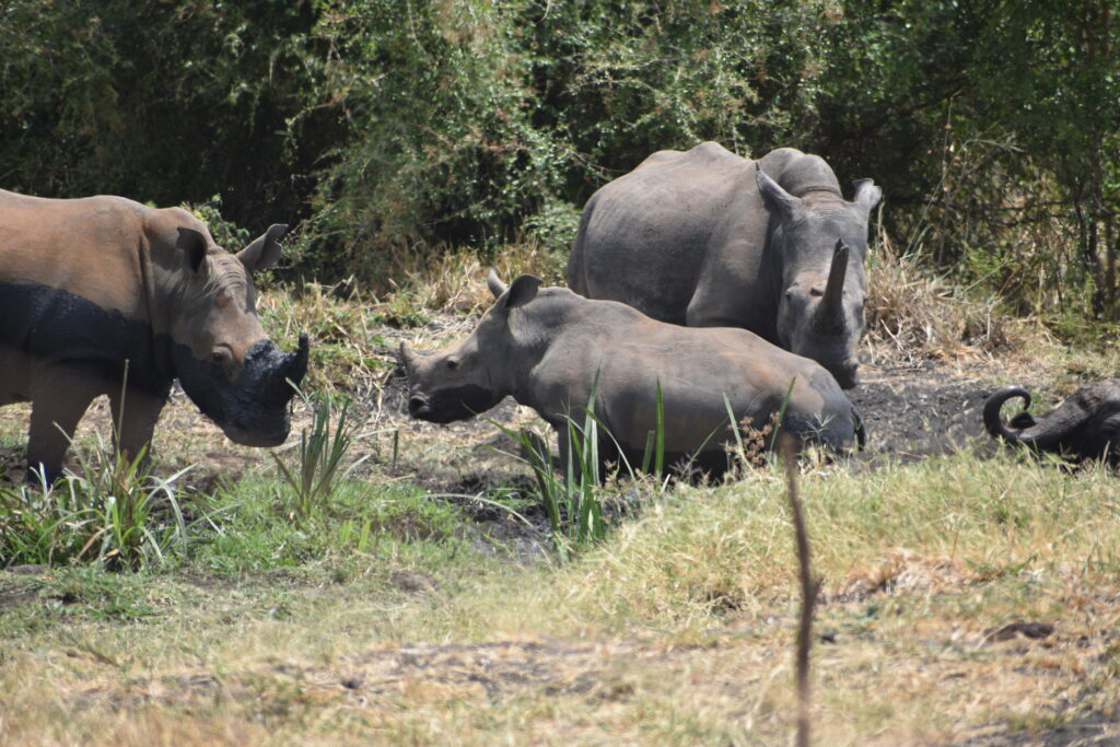 Skin disease in rhinos in Solio, Nairobi, and Meru sanctuaries, Kenya ...