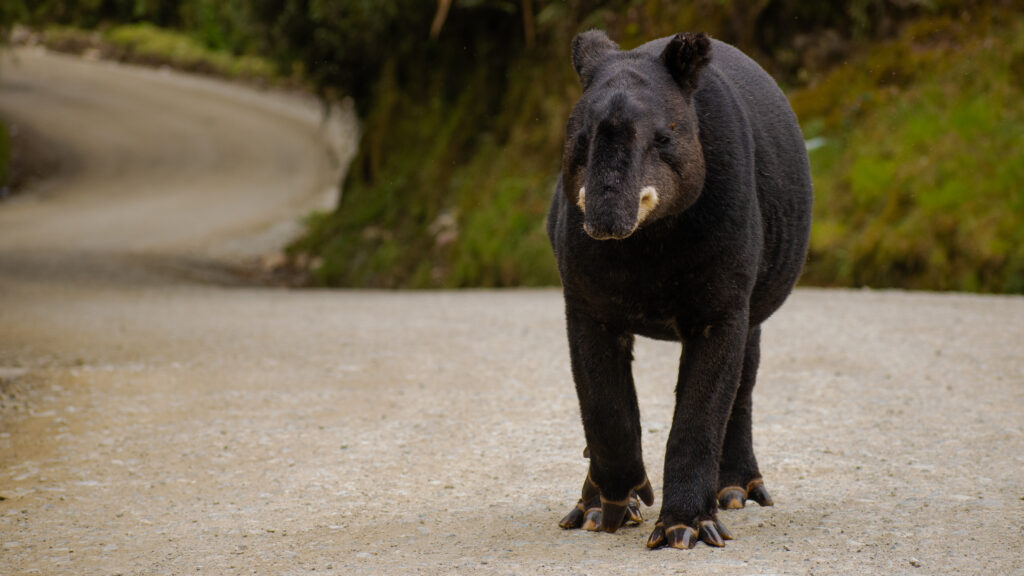 Mountain Tapir conservation in Puracé National Park, Colombia - IUCN SOS