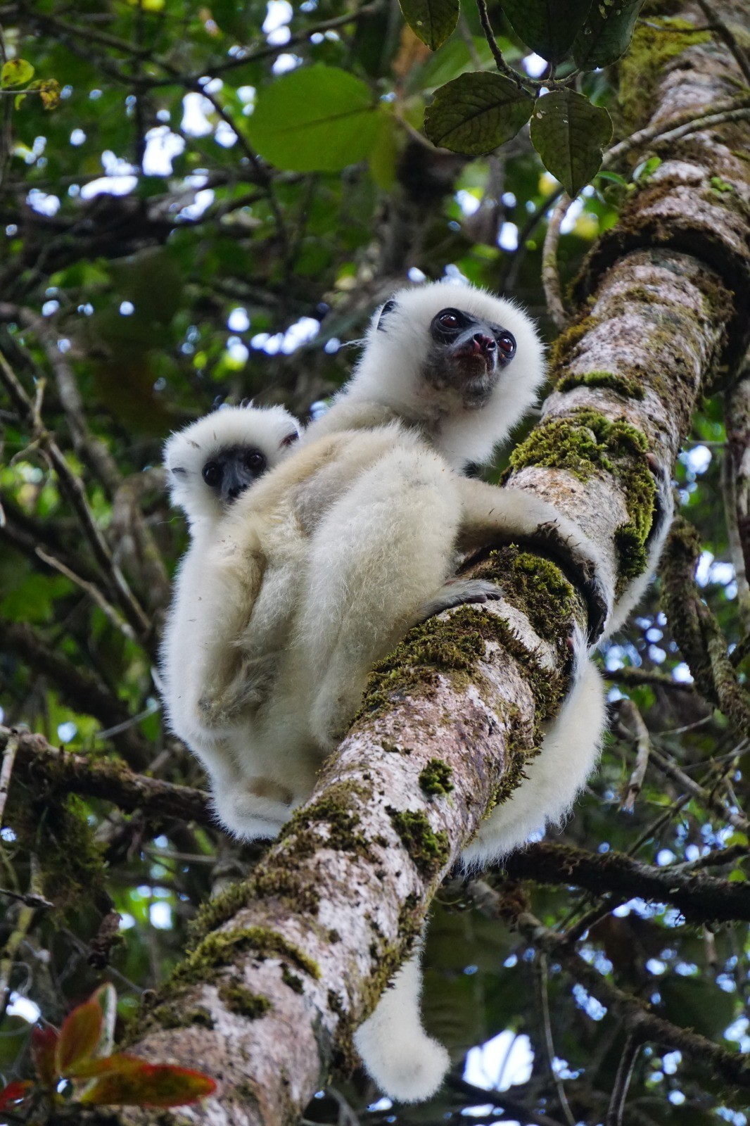 Voices of the Forest: Community Conservation of Lemurs in Makira