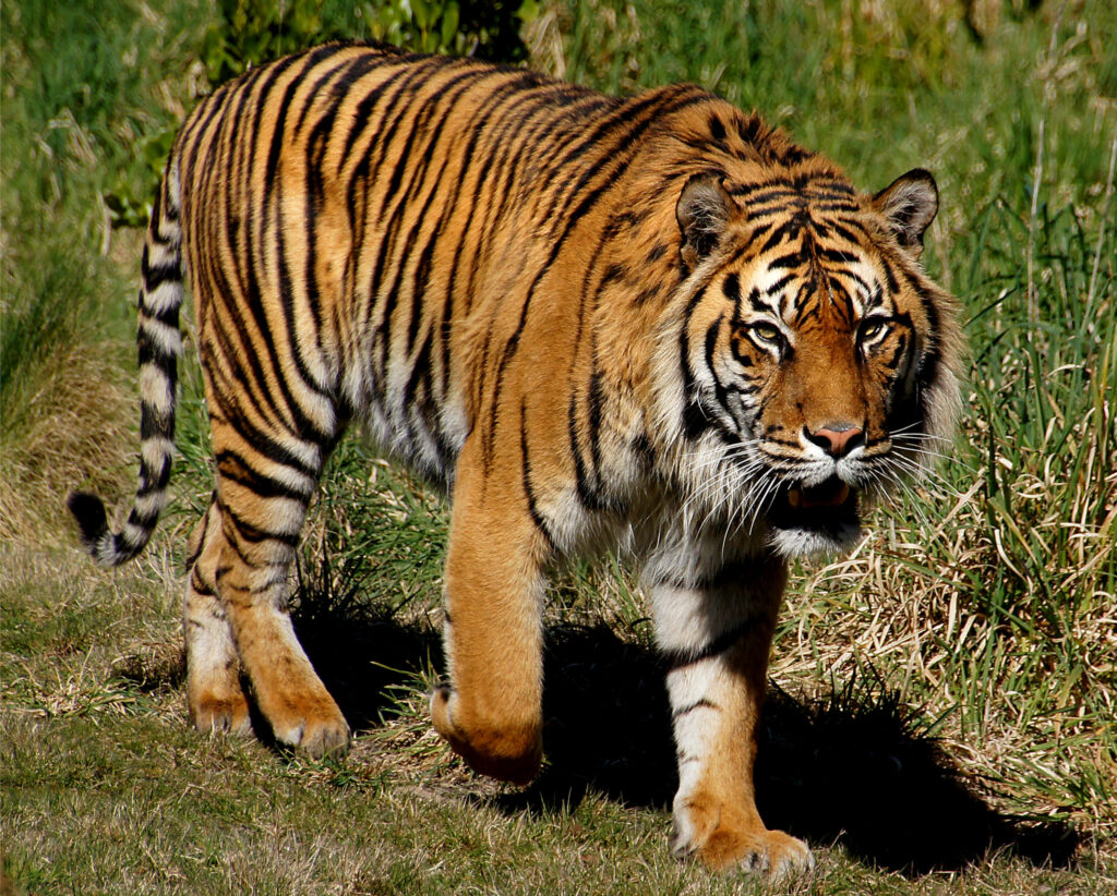 Enhancing Sumatran tiger conservation efforts in the Berbak Sembilang ...