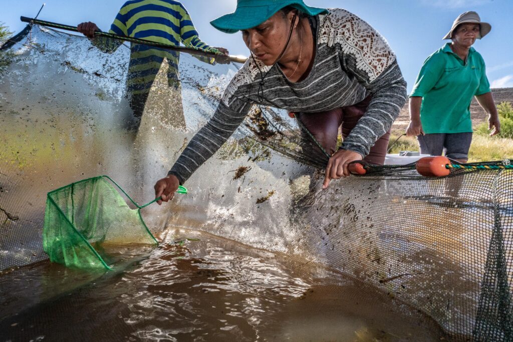 Turning the tide on invasive species across Africa - IUCN SOS