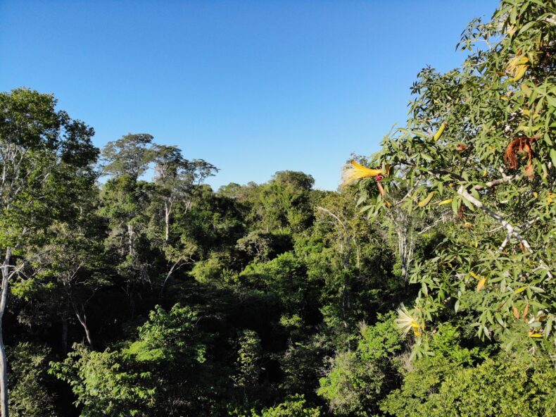 Strengthening protection efforts in the Kirindy Menabe forest, a ...