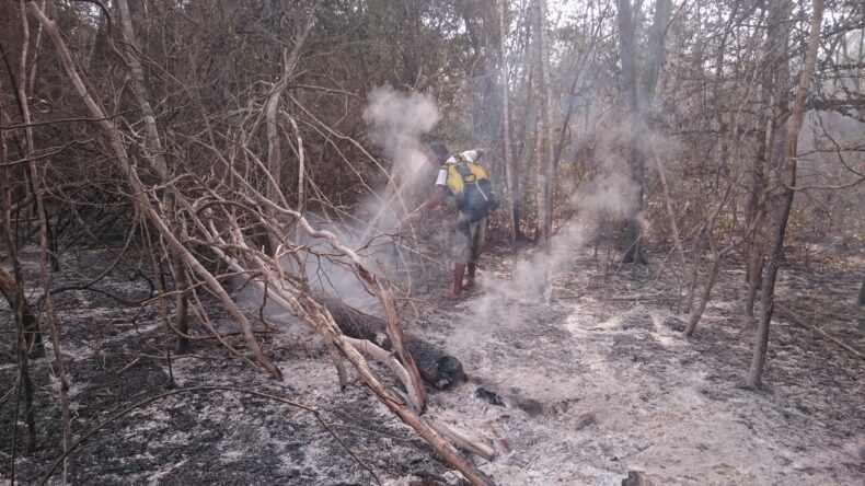 Strengthening protection efforts in the Kirindy Menabe forest, a ...