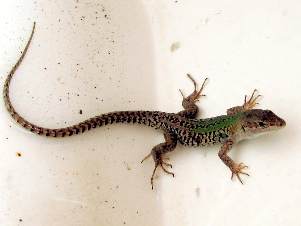 Protecting endemic lizards from invasion in Chania, Crete (Greece ...
